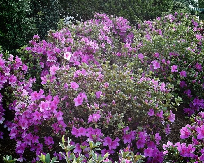 021_MastersSlideShow_Azaleas.jpg - 1 at Masters 2013 - Team Titleist ...